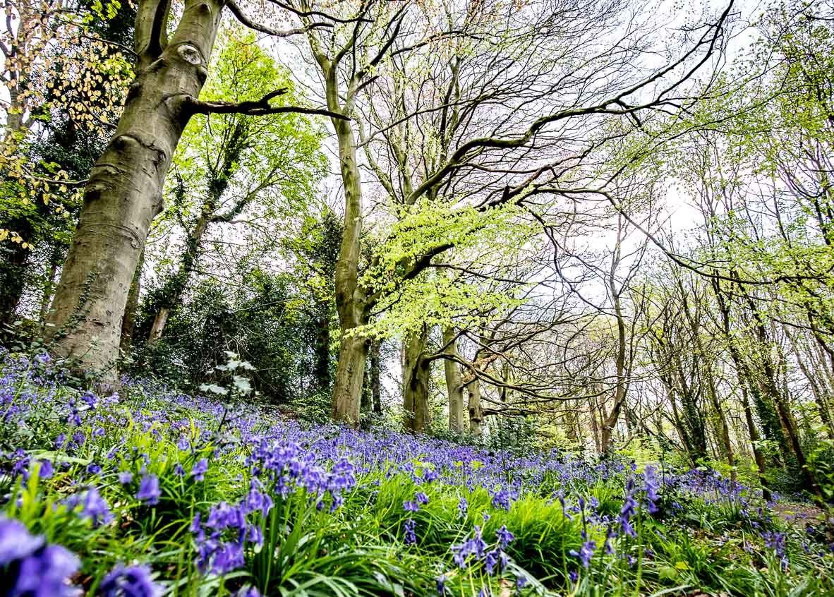Gledhow Valley Bluebells | RJ Heald Photography – RJHEALDPHOTOGRAPHY